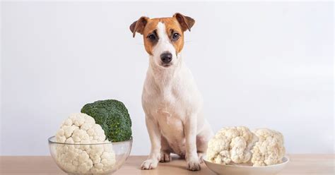 Can Dogs Eat Cauliflower Nutritional Insights — Pumpkin®