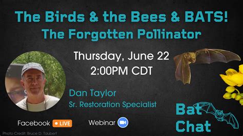 The Birds And The Bees And Bats The Forgotten Pollinator Bat