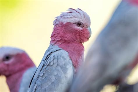 Til You Can Tell The Sex Of A Galah By The Colour Of Its Eyes The Females Have A Pinkish Red