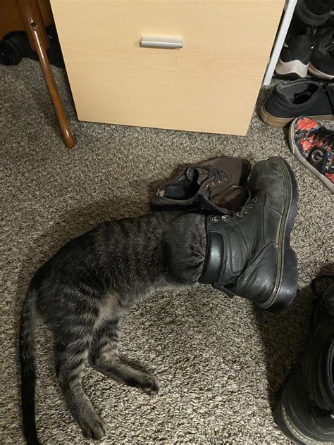 Every Time My Friend Comes By My Cat Shoves Hit Face Into His Shoes