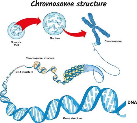 Antibodies For Chromatin Immunoprecipitation Chip Antibodies In Chip