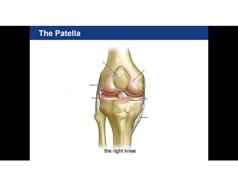 Appendicular Skeleton P6 Quiz