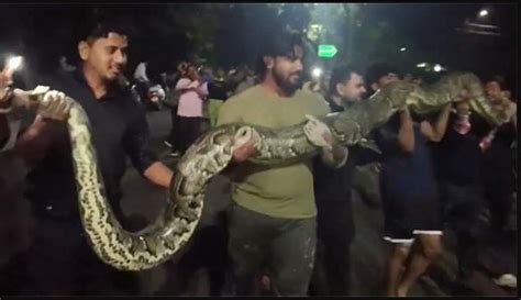 100 Kg Python হস্টেলের কাছে উদ্ধার ১০০ কেজির পাইথন যা দেখলে রাতের ঘুম