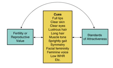 Evolution And Universal Motivation Human Mating Strategies Women Flashcards Quizlet