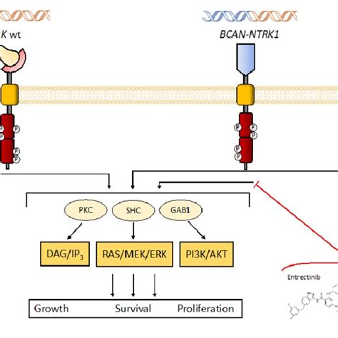 Physiological And Rearranged Ntrk Genestrk Receptors And Intracellular