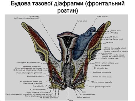 Будова та розвиток нирки чоловічих і жіночих статевих органів