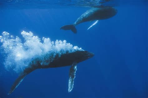 When Do Whales Reach Sexual Maturity Whale Trust