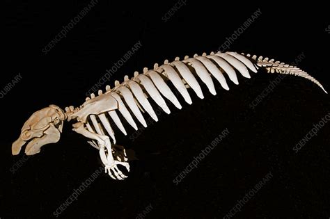 West Indian Manatee Skeleton Stock Image C0445080 Science Photo
