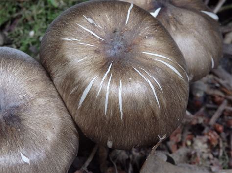 Megacollybia Platyphylla The Ultimate Mushroom Guide