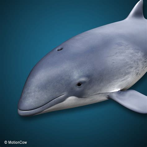 Harbour Porpoise MotionCow