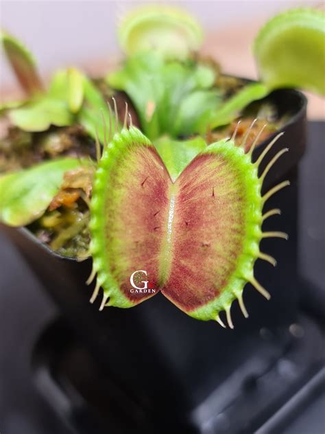 Venus Flytrap B52 [dionaea Muscipula Venus Flytrap][carnivorous Plants