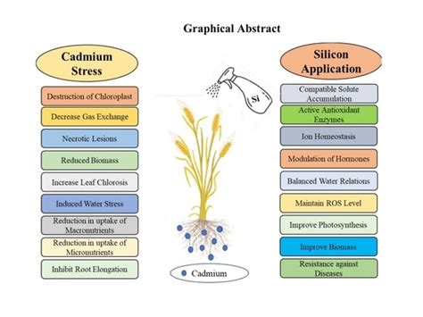 Sustainability Free Full Text Alleviation Of Cadmium Phytotoxicity Using Silicon