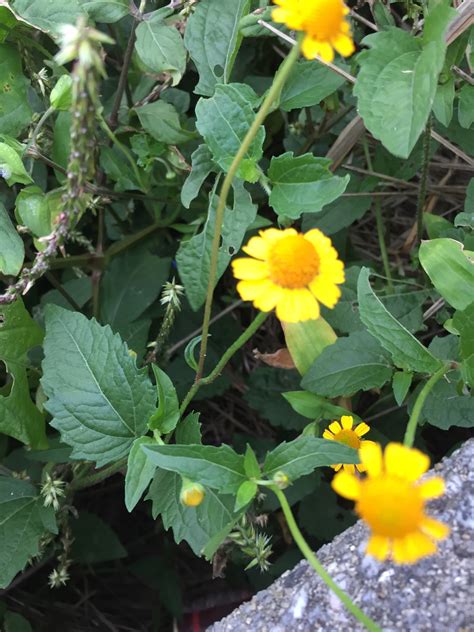 植物Q A エバーグリーン