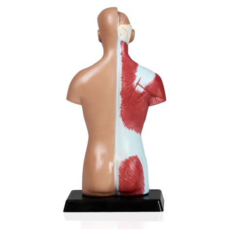 Vat105 Sexless Human Torso 7 Parts Torsos Anatomical Models