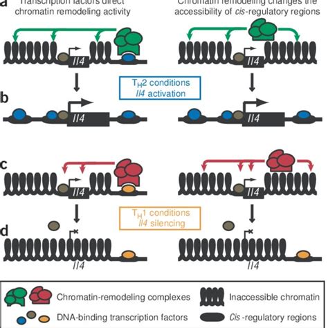 Reciprocal Regulation Of Transcription Factor Binding And Chromatin