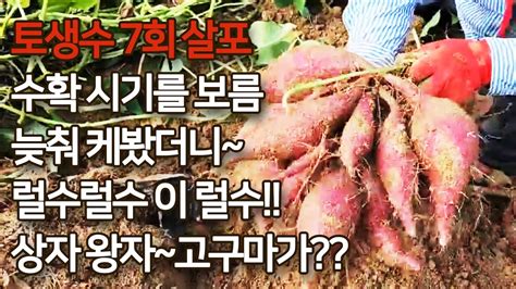 토생수 7회 살포 후 수확 시기를 늦춰 보름 뒤 케~봤더니 고구마가 이렇게 달렸다고 양이고 때깔이고 크기고 모양이고