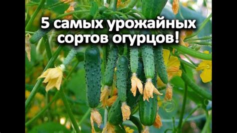 5 самых урожайных сортов огурцов! - YouTube