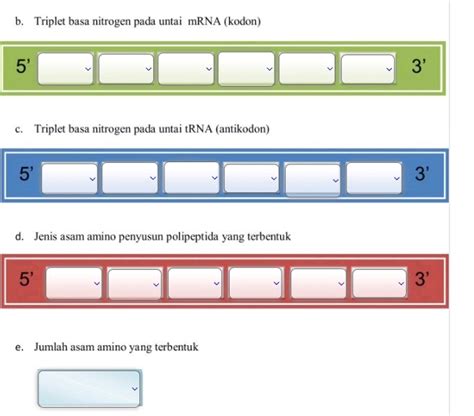 B Triplet Basa Nitrogen Pada Untai MRNA Kodon StudyX