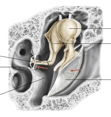 Tympanic Plexus Diagram Quizlet