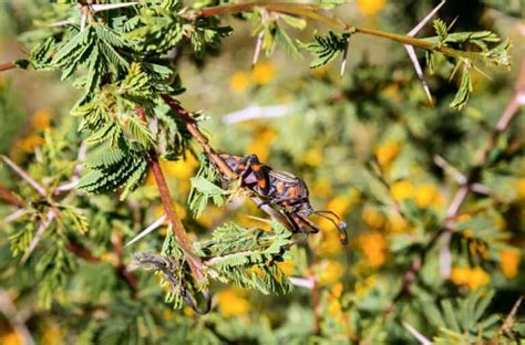 15 Common Spiders In Texas With Pictures
