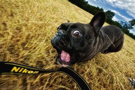 Французский бульдог прикольные картинки 69 фото