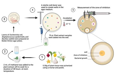 Well Method Assay Biorender Science Templates