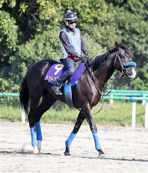 【菊花賞】4連勝中ドゥレッツァは17番「このあたりなら最後入れの大外で良かった」尾関師 競馬写真ニュース 日刊スポーツ
