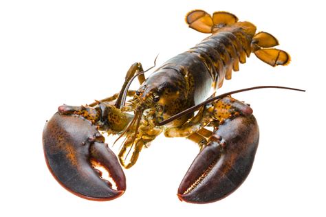 Buy Live Lobster Direct At Patriot Seafoods