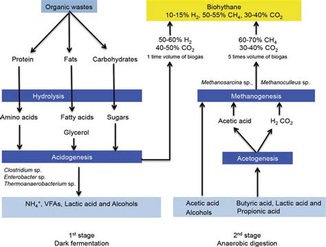 Fermentation Diagram Of Stages