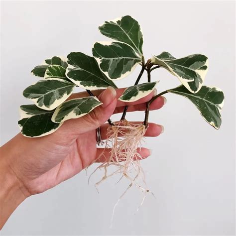 Ficus Triangularis Care Advanced Growing Strategies Detailed