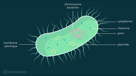 Variation génétique des bactéries résistance aux antibiotiques 1re