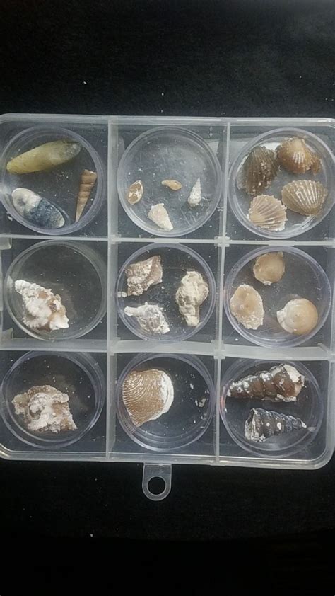 Agatized Fossil Shells Silicified Shells Tampa Bay Florida Shells