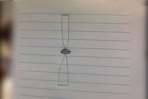 Dna Structure Diagram Quizlet