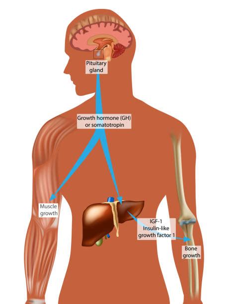 1400 Growth Hormone Stock Illustrations Royalty Free Vector Graphics