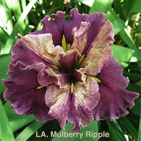 Louisiana Iris Mulberry Ripple Decadent Daylilies Australia