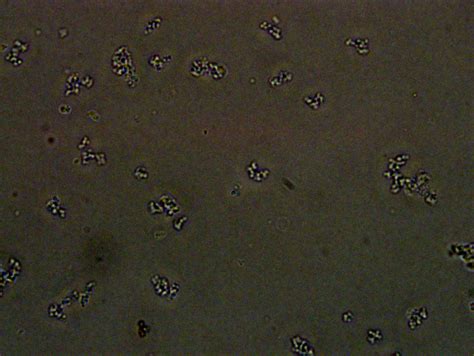 Cell Detection Object Detection Dataset By Sa