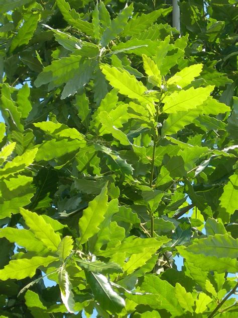 Quercus Castaneifolia Green Spire Chestnut Leaved Oak Pepinierele