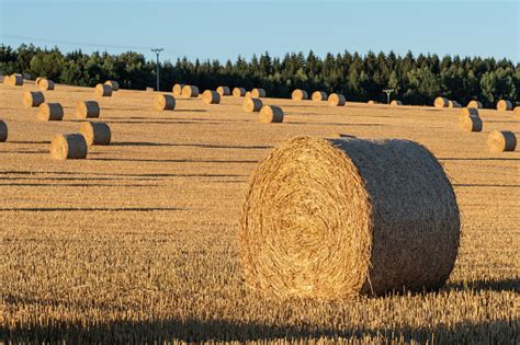 수확 후 필드에 건초 Bales입니다 농업 분야입니다 골든 필드에 건초 Bales입니다 건조한에 대한 스톡 사진 및 기타 이미지