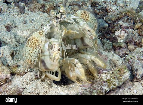 Zebra Mantis Shrimp Lysiosquillina Maculata Throws Stones From Its