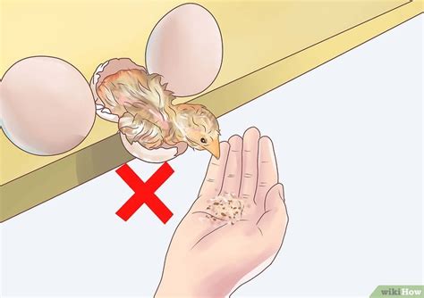 Come Dare Da Mangiare Ai Polli Con Immagini Wikihow