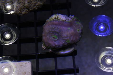 Hands On With The MarineLand Reef Capable LED System AquaNerd