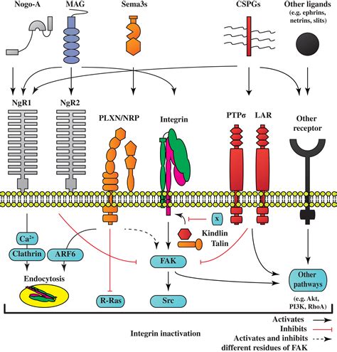 Integrins Promote Axonal Regeneration After Injury Of The Nervous