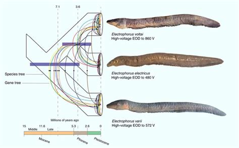 Types Of Worms Diagram