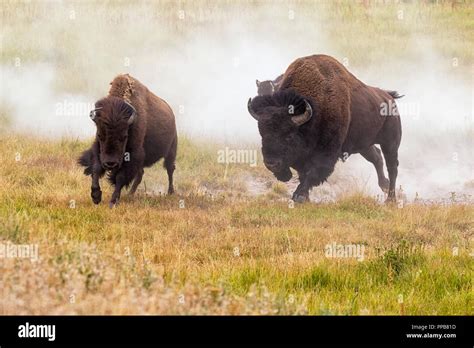 American Bisons Bison Bison In Mating Run Lamar Valley Yellowstone