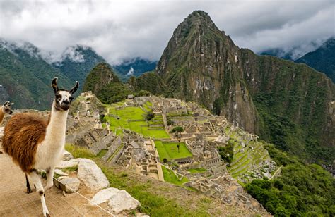 Animals In Peru What Can I Expect To See When Travelling In Peru