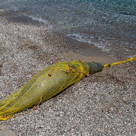 Monk Seal Drowned After Being Entangled In A Net Greece © Aa
