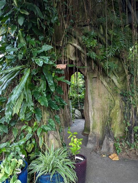 The Strange And Astonishing Strangler Fig Plants Living Collections