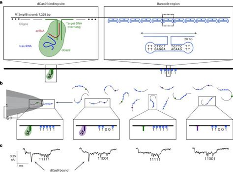 Sensing The Dna Mismatch Tolerance Of Catalytically Inactive Cas9 Via