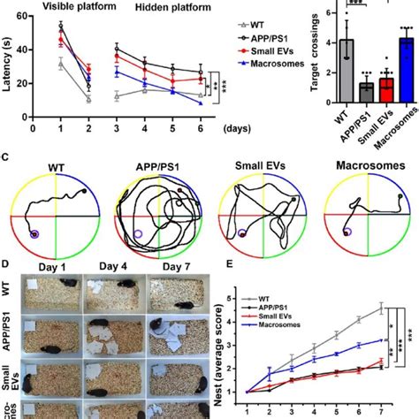 Assessment Of Cognitive Decline In Appps1 Tg Mice Through Morris Water