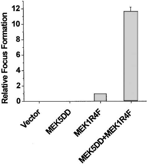 Erk5 And Erk2 Cooperate To Regulate Nf κb And Cell Transformation